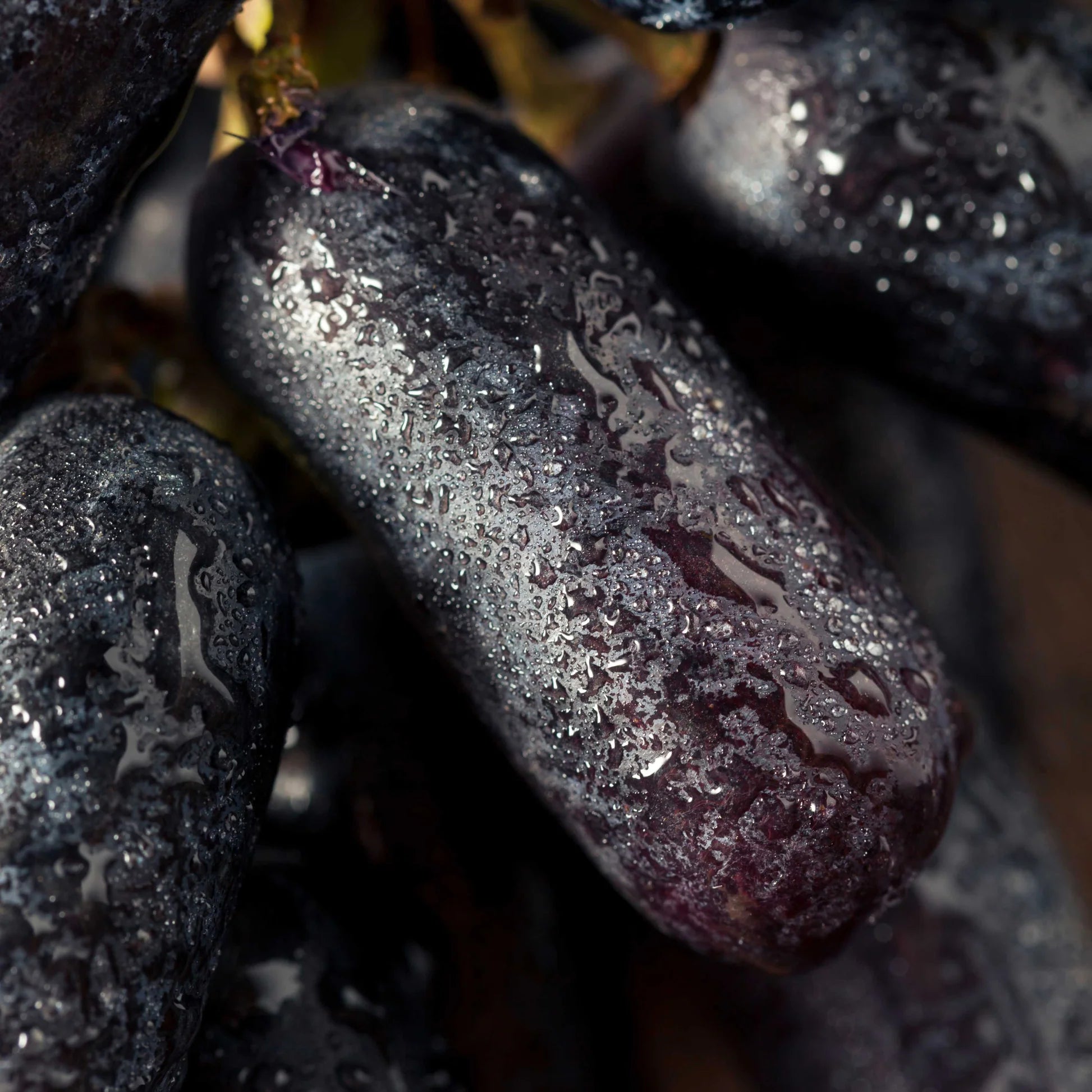 "Rare Black Finger Grape Seeds -organic Seeds for Planting online"