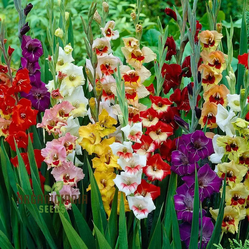 Graines de fleurs melangees de glaieuls d Agro Acres pour la plantation et le jardinage Guide pour des fleurs eclatantes organicindiaseeds