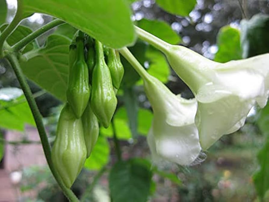 Loroco Plant Seeds White Loroco Central American Flower Seeds
