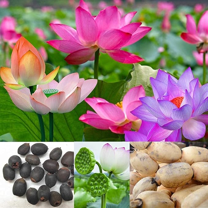 Lotus root flower store