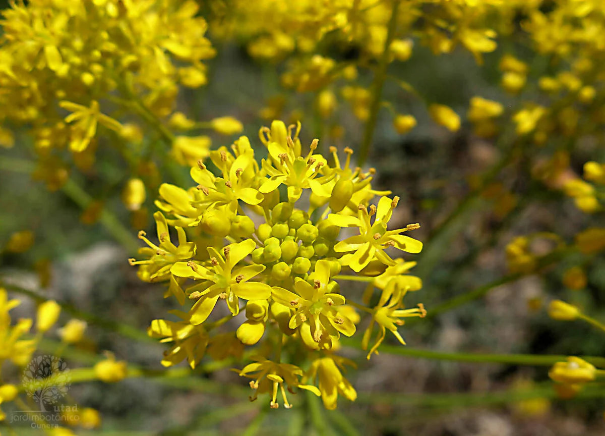 WOAD Seeds Online for Stunning Garden Blooms | Premium Quality Planting ...