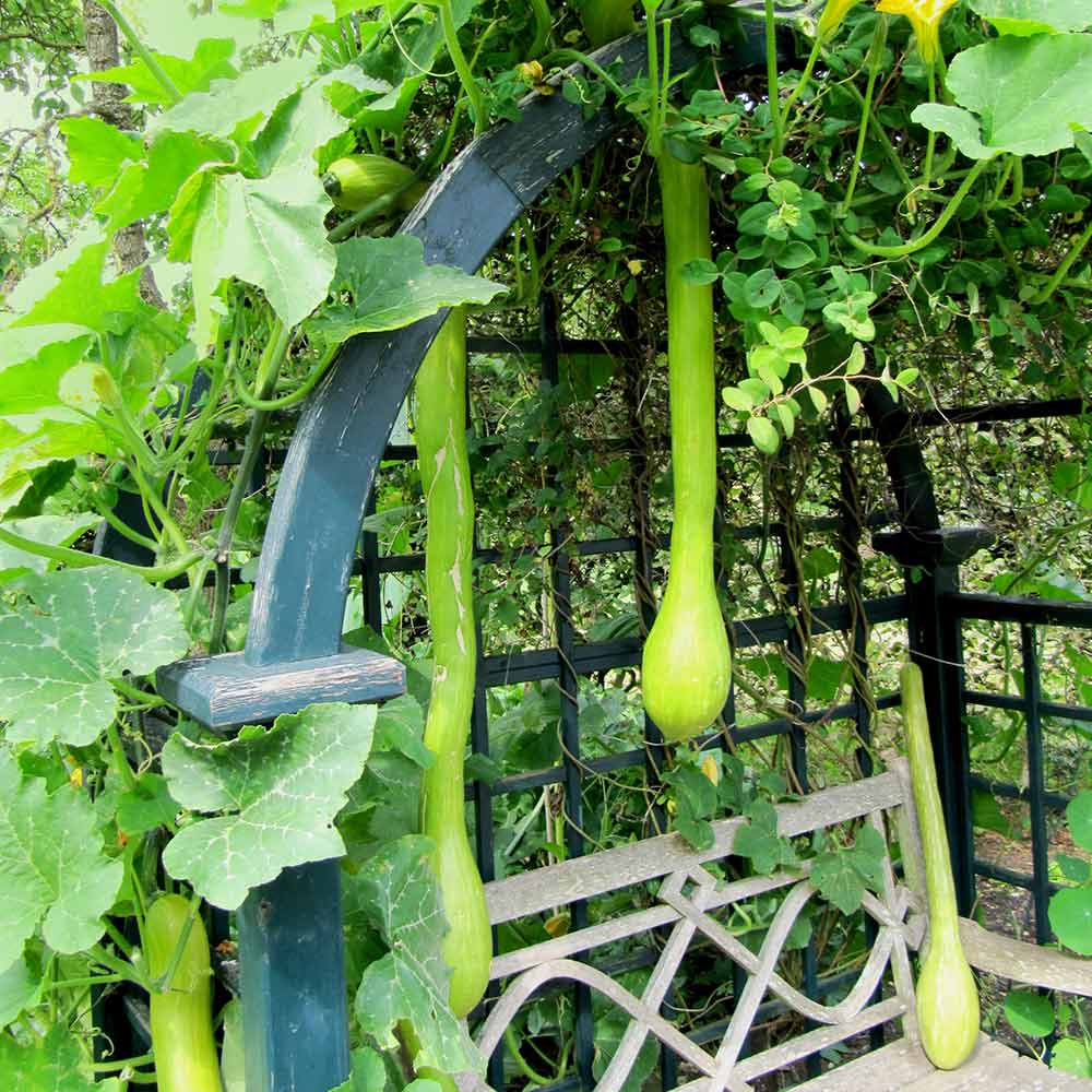 Tromboncino Squash for Planting | Tromboncino Ram picante Seeds ...