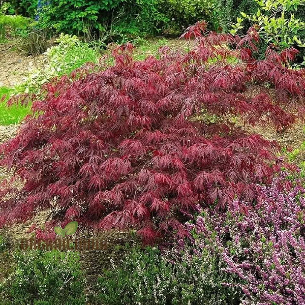 acer-palmatum-dissectum-pendula-nana-seeds-dwarf-japanese-maple-with ...