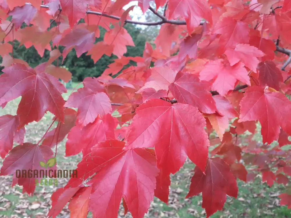 Acer Rubrum Rot Ahorn 'October Glory', 100 125 Cm, Acer Rubrum