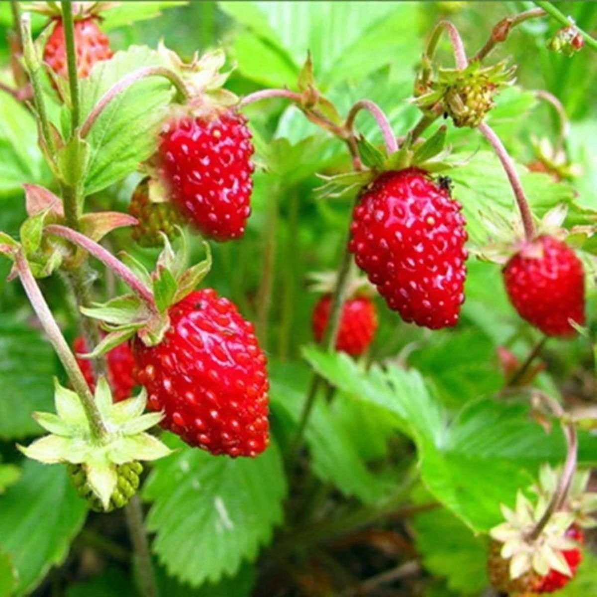Buy Alpine Alexandria Strawberry Fruit Seeds Organic Planting Seeds
