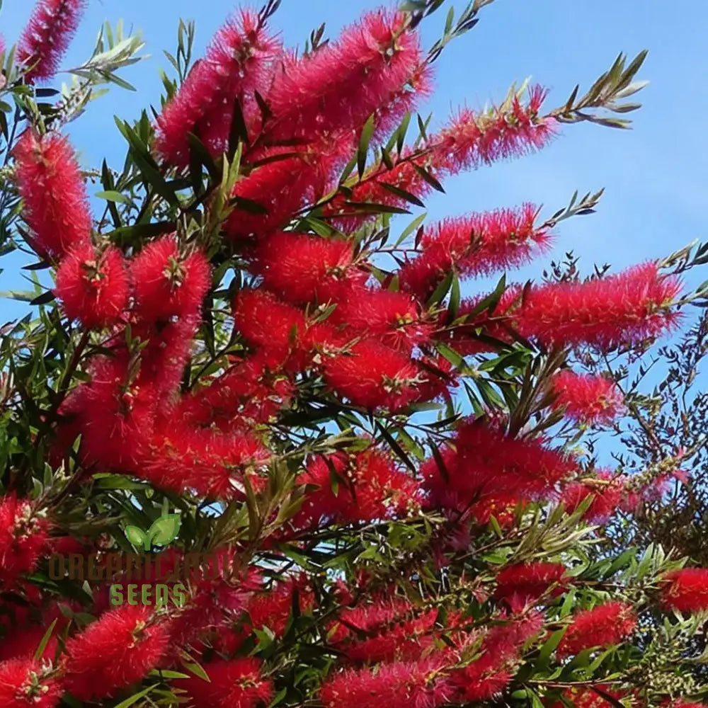 callistemon citrinus linearis