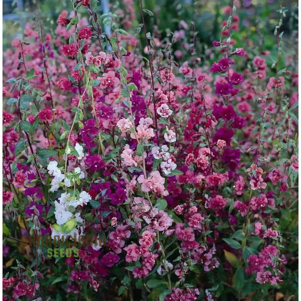clarkia mix