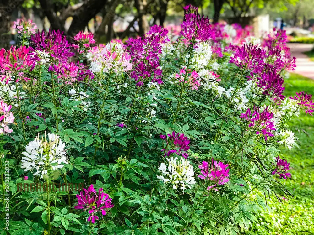 cleome spinosa