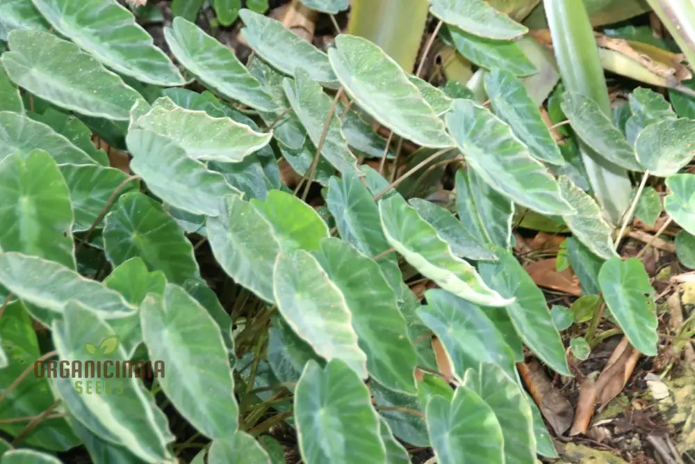 Colocasia Fallax Seeds: Buy Organic Premium Quality Planting Seeds Online