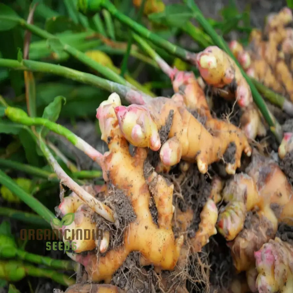 Ginger Roots Vegetable Seeds Grow Your Own Spice Garden Fresh For Home ...