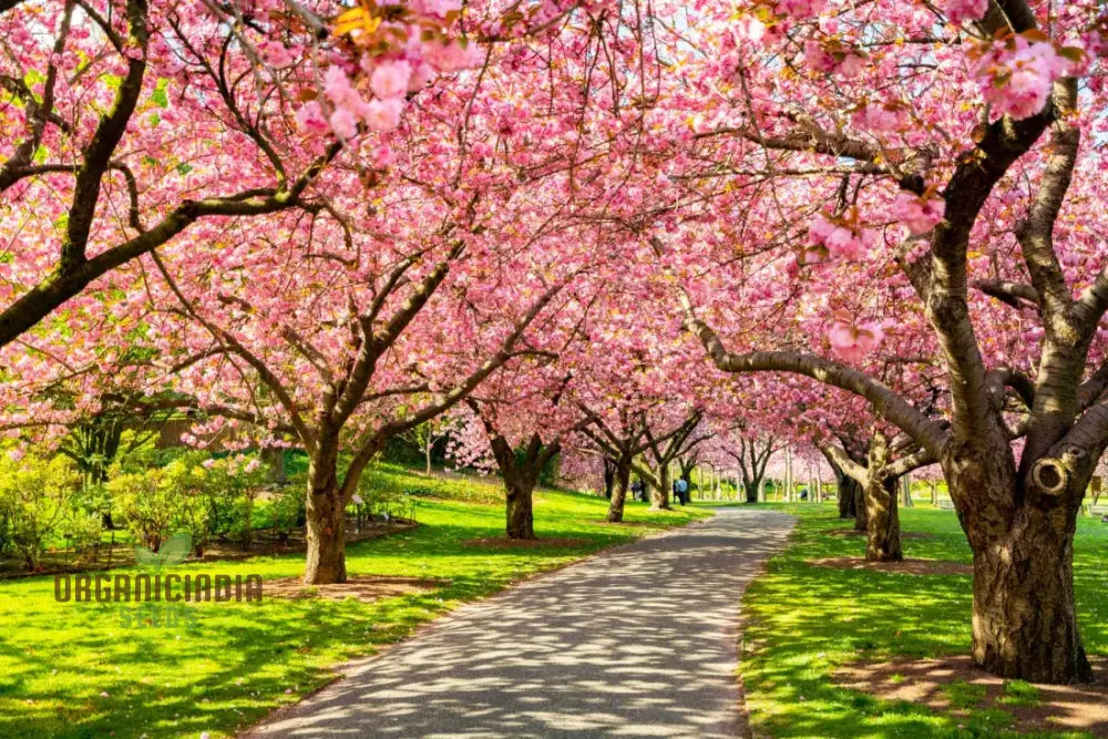 Japanese Cherry Tree Garden Best Places To Enjoy Cherry Blossom In