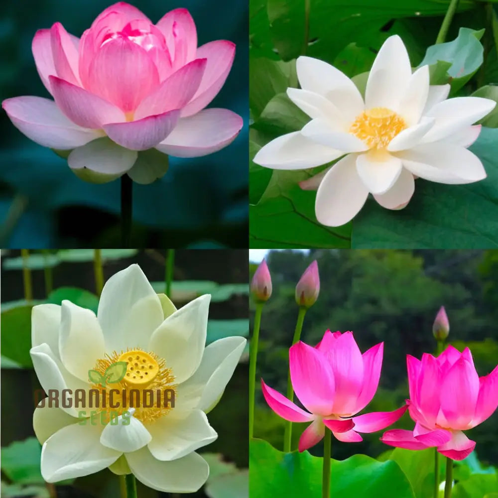 Lotus Flower Colors