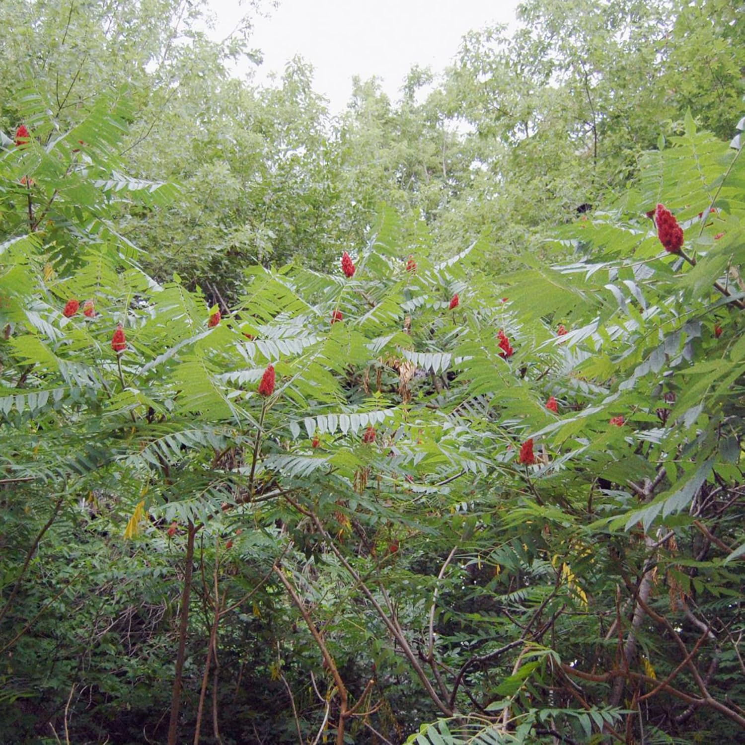 Non-GMO Staghorn Sumac Seeds for Outdoor Planting