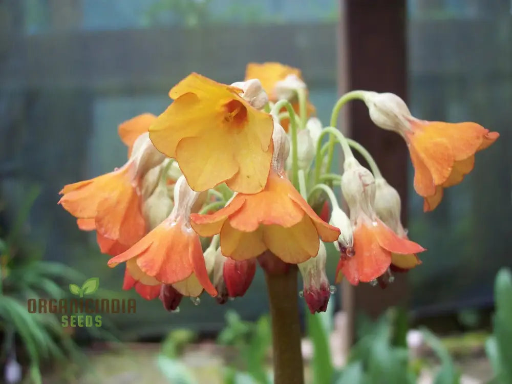 orange primula