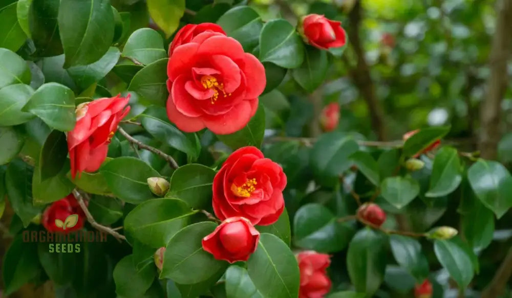 Buy Red Camellia Japonica Seeds Premium Flower Seeds Online 1000 Pcs