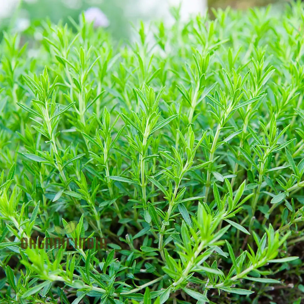 Full Sun Tarragon Seeds How To Grow Russian Tarragon Seeds | The Seed ...