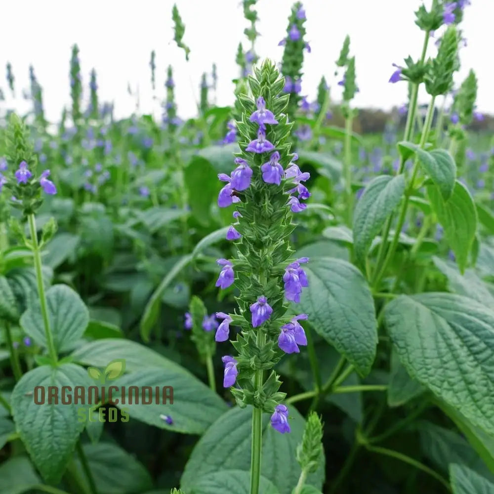 Salvia Hispanica Artenseite: Salvia Hispanica Mexikanische Chia