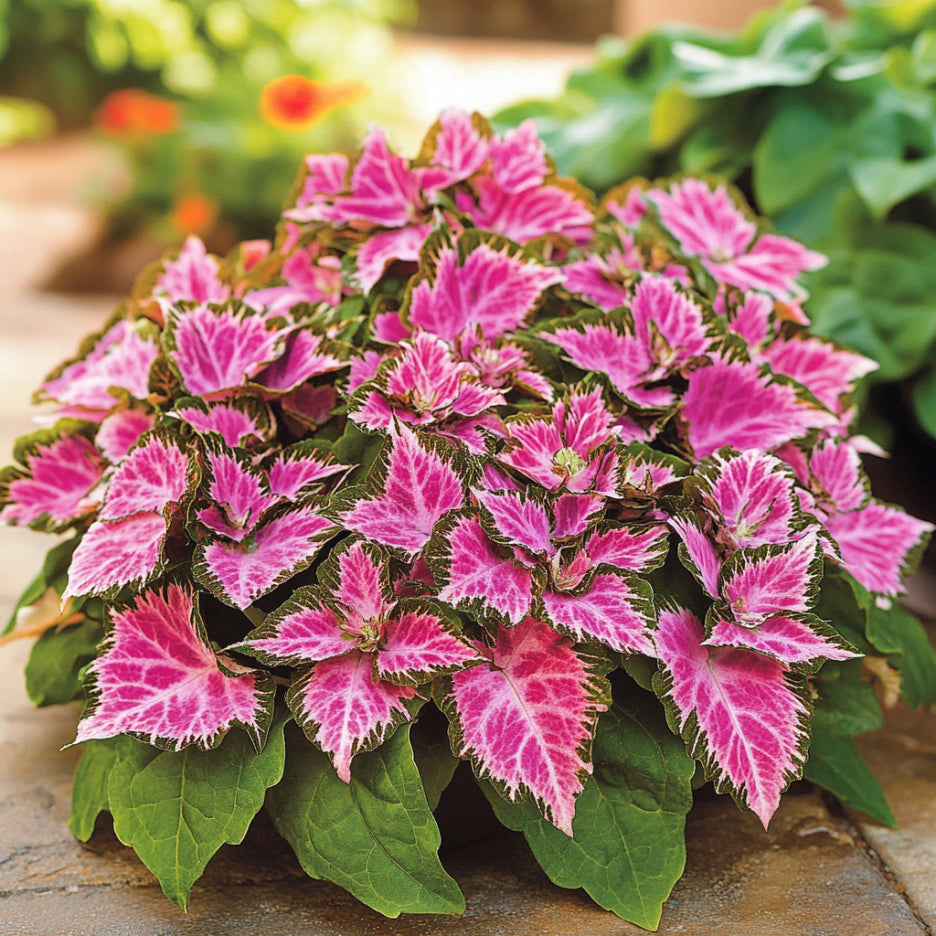 pink coleus