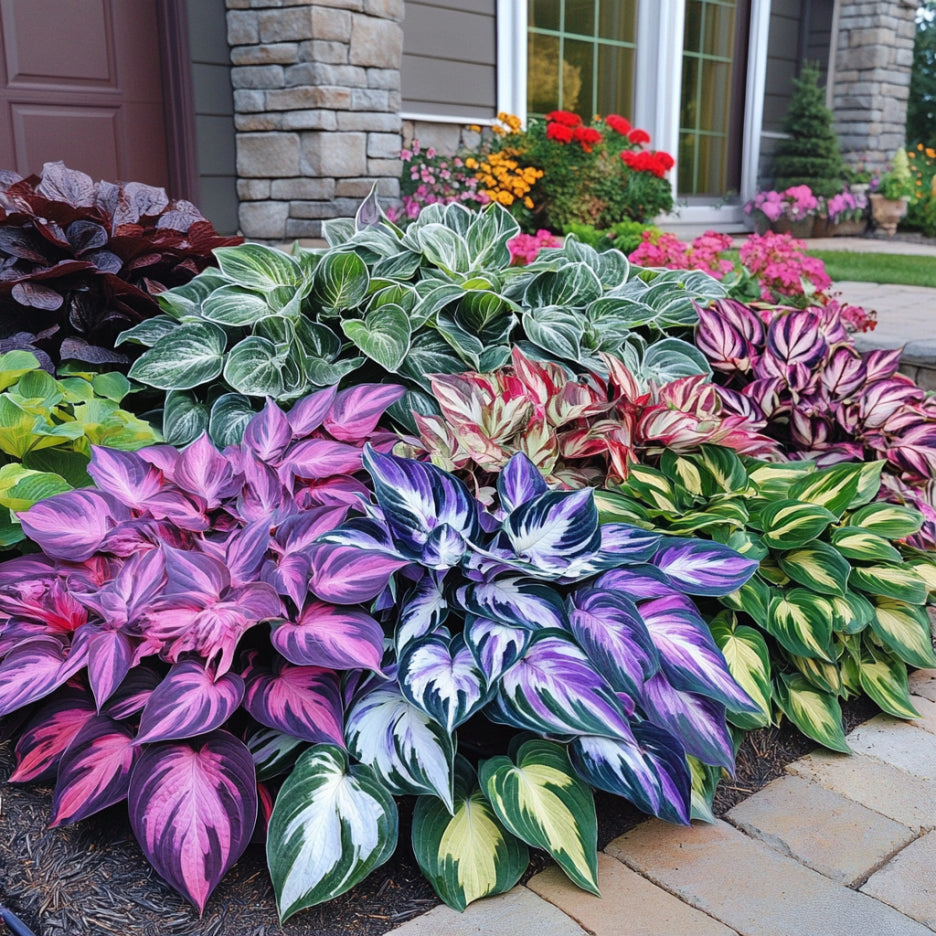 hostas