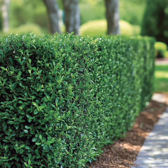 100 Pcs - $14.99 500 pcs - $49.99 1000 Pcs - $79.99 Variant