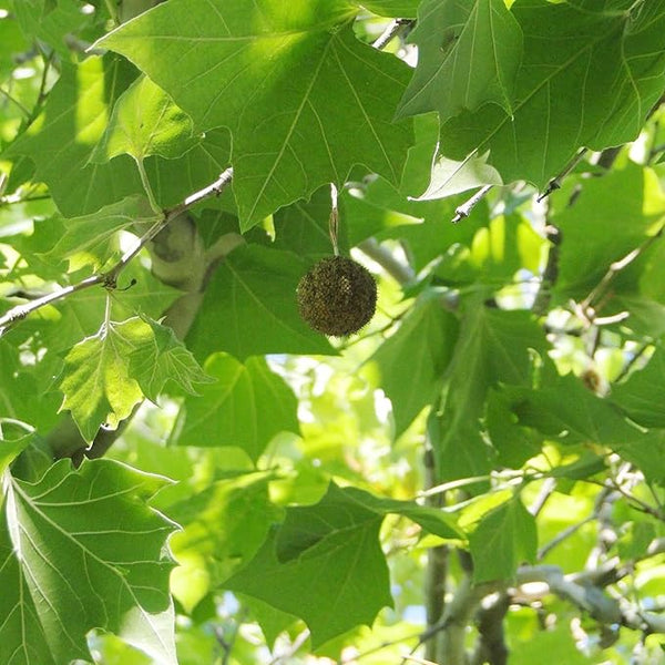 Zoom picture